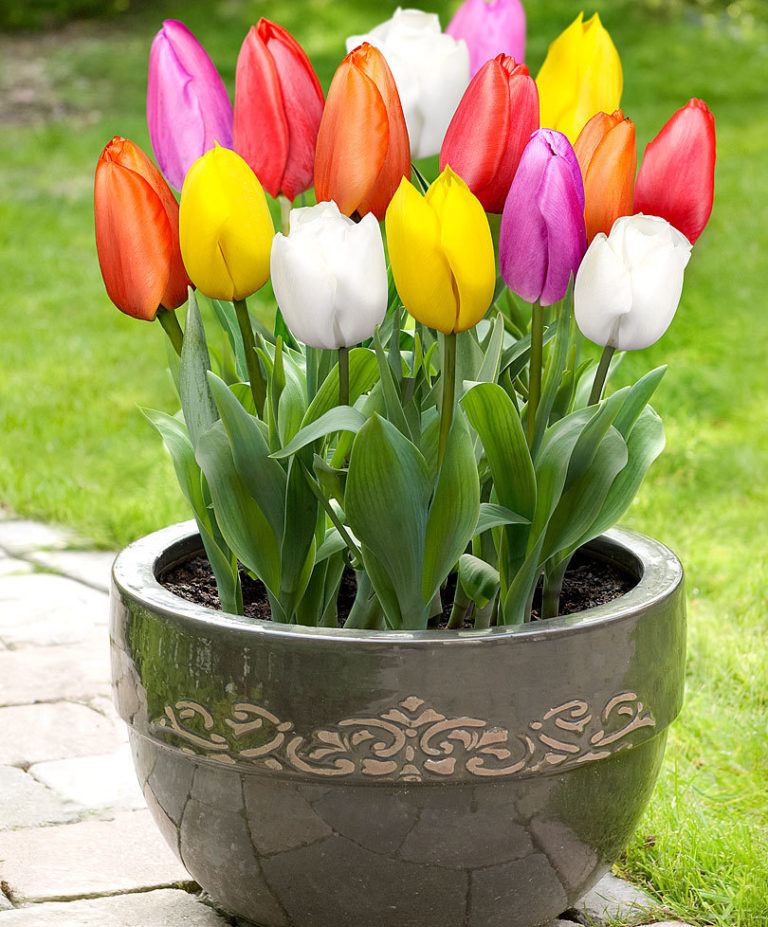 Bulbs pizza | PaperFoam compostable flower bulb trays